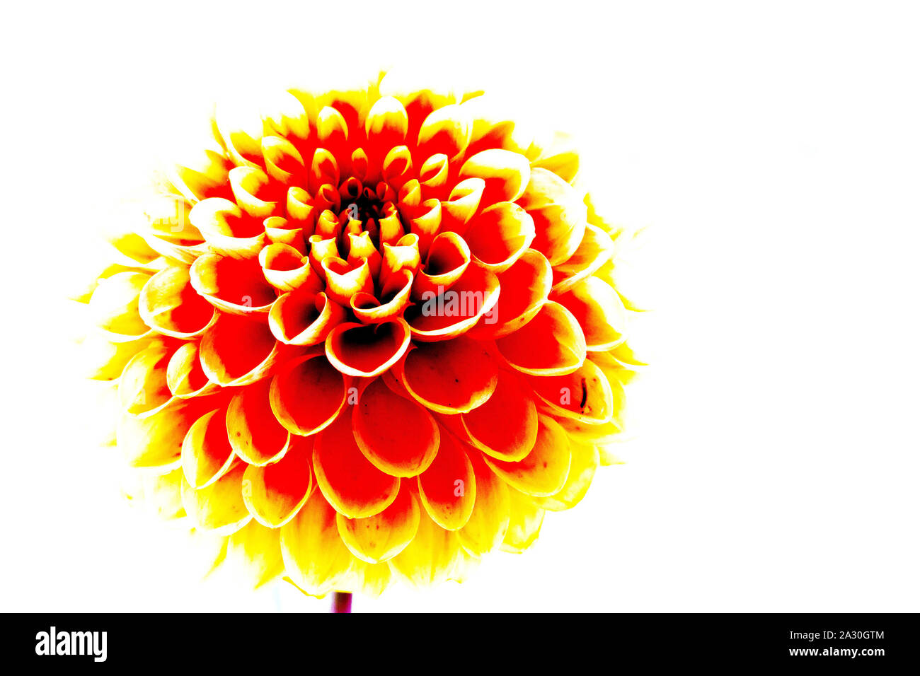 Beautiful dahlia background flower Cut Out Stock Images & Pictures - Alamy