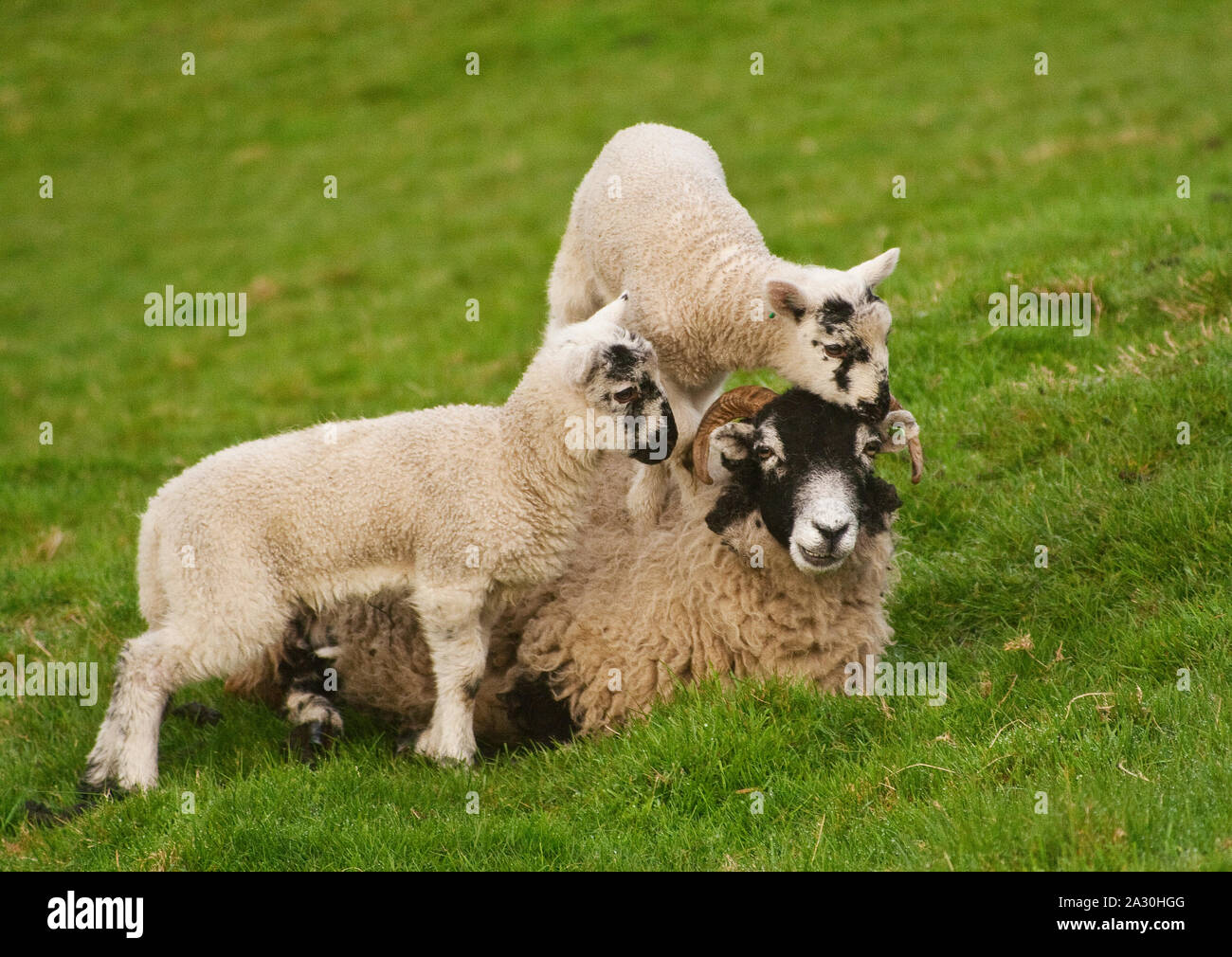 Swaledale sheep with two lambs hi-res stock photography and images - Alamy
