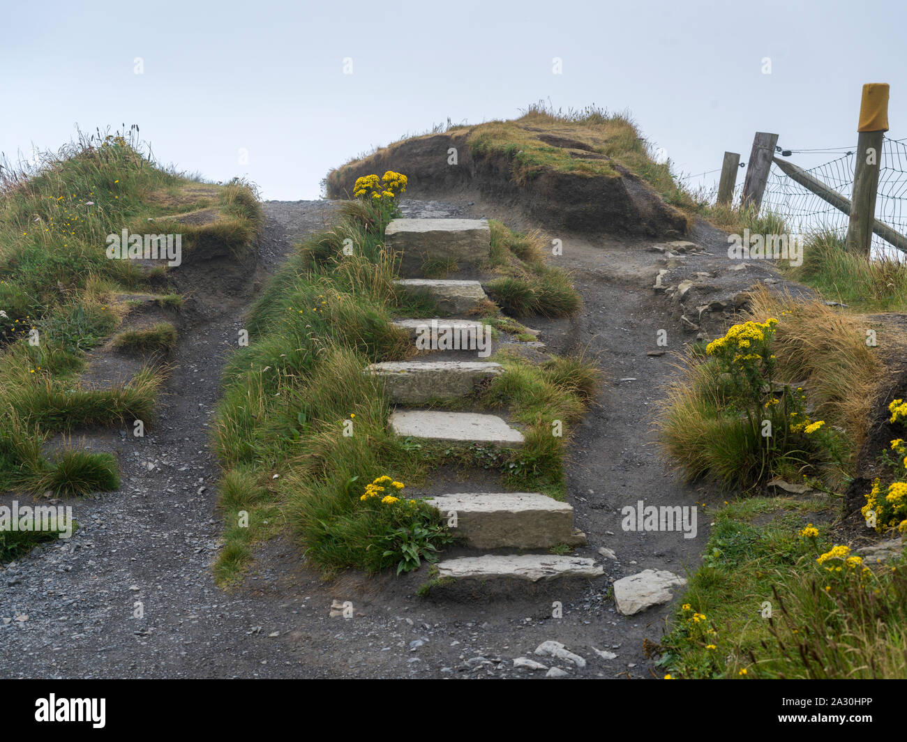 Plants growing on cliff, Cliffs of Moher, Lahinch, County Clare ...