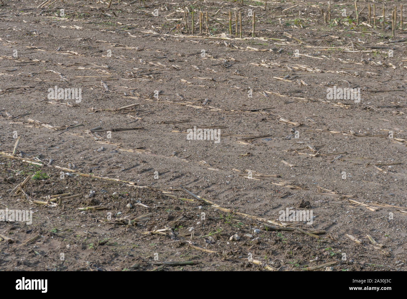 Post-harvest Zea mays / Maize corn stubble field showing rows of cut ...