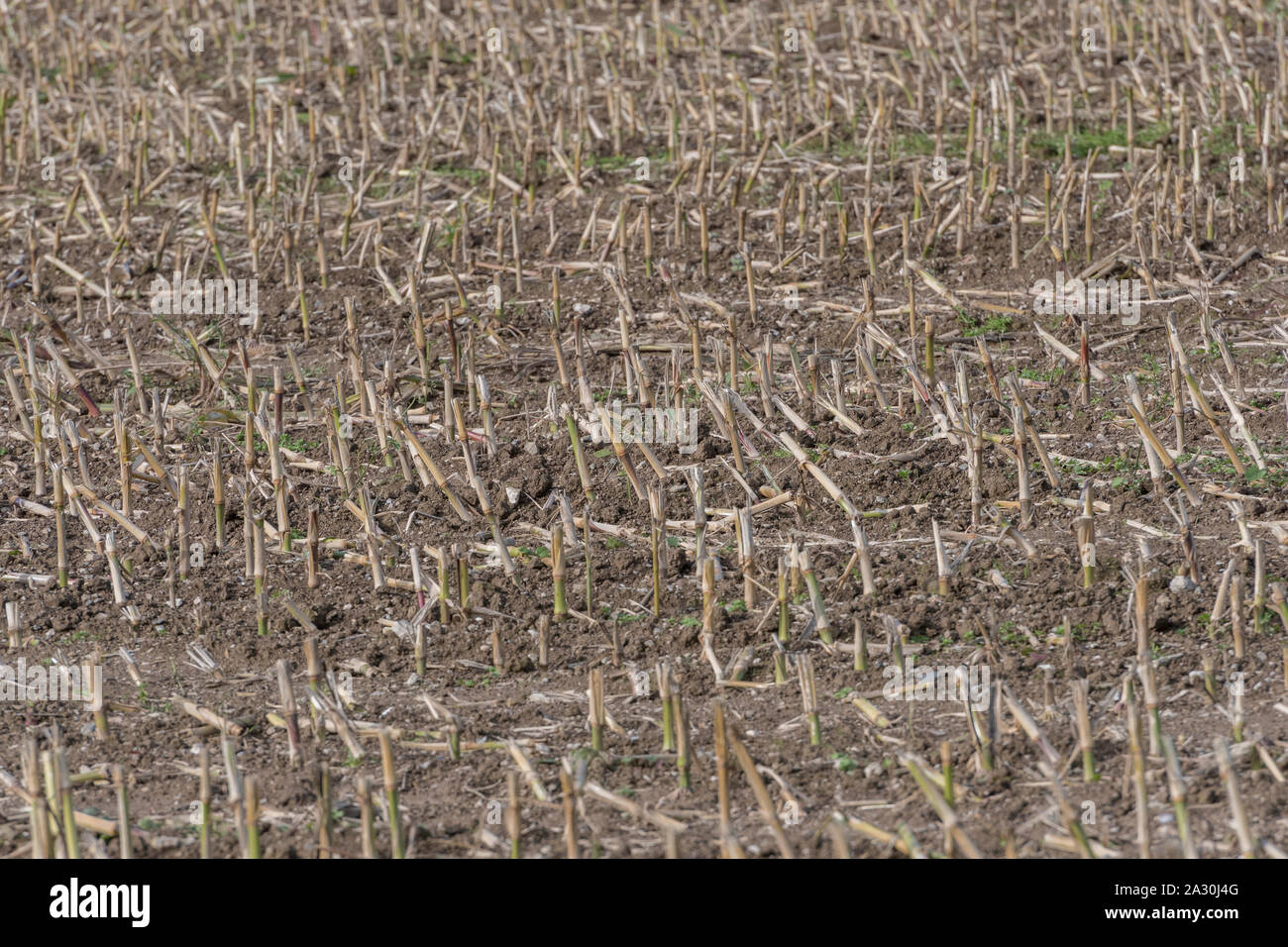 Post-harvest Zea mays / Maize corn stubble field showing rows of cut ...