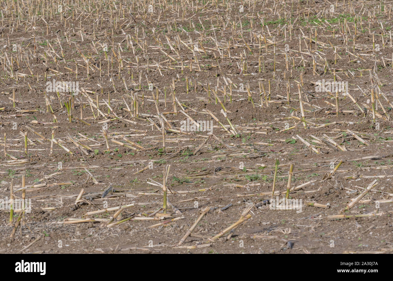 Post-harvest Zea mays / Maize corn stubble field showing rows of cut ...