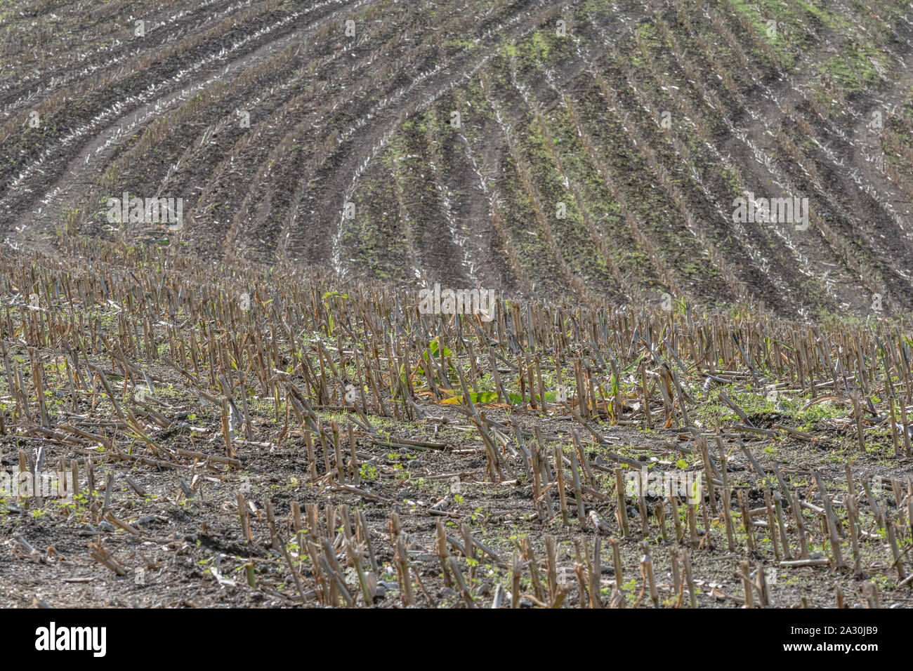 Post-harvest Zea mays / Maize corn stubble field showing rows of cut ...