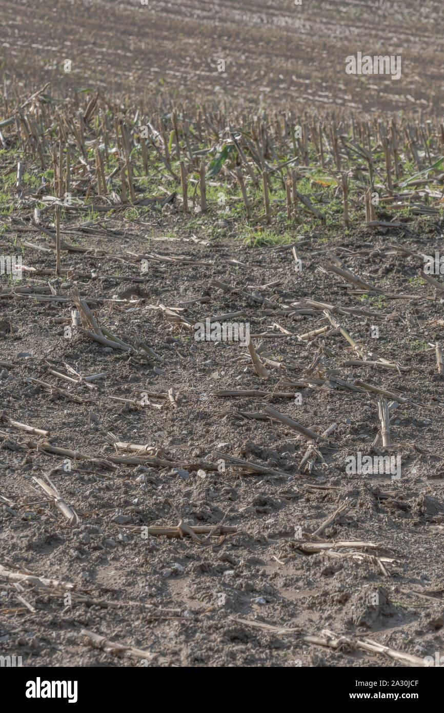 Indian corn stubble hi-res stock photography and images - Alamy