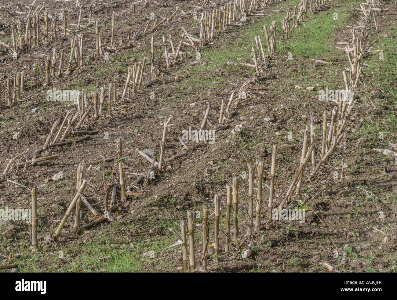 Post-harvest Zea mays / Maize corn stubble field showing rows of cut ...