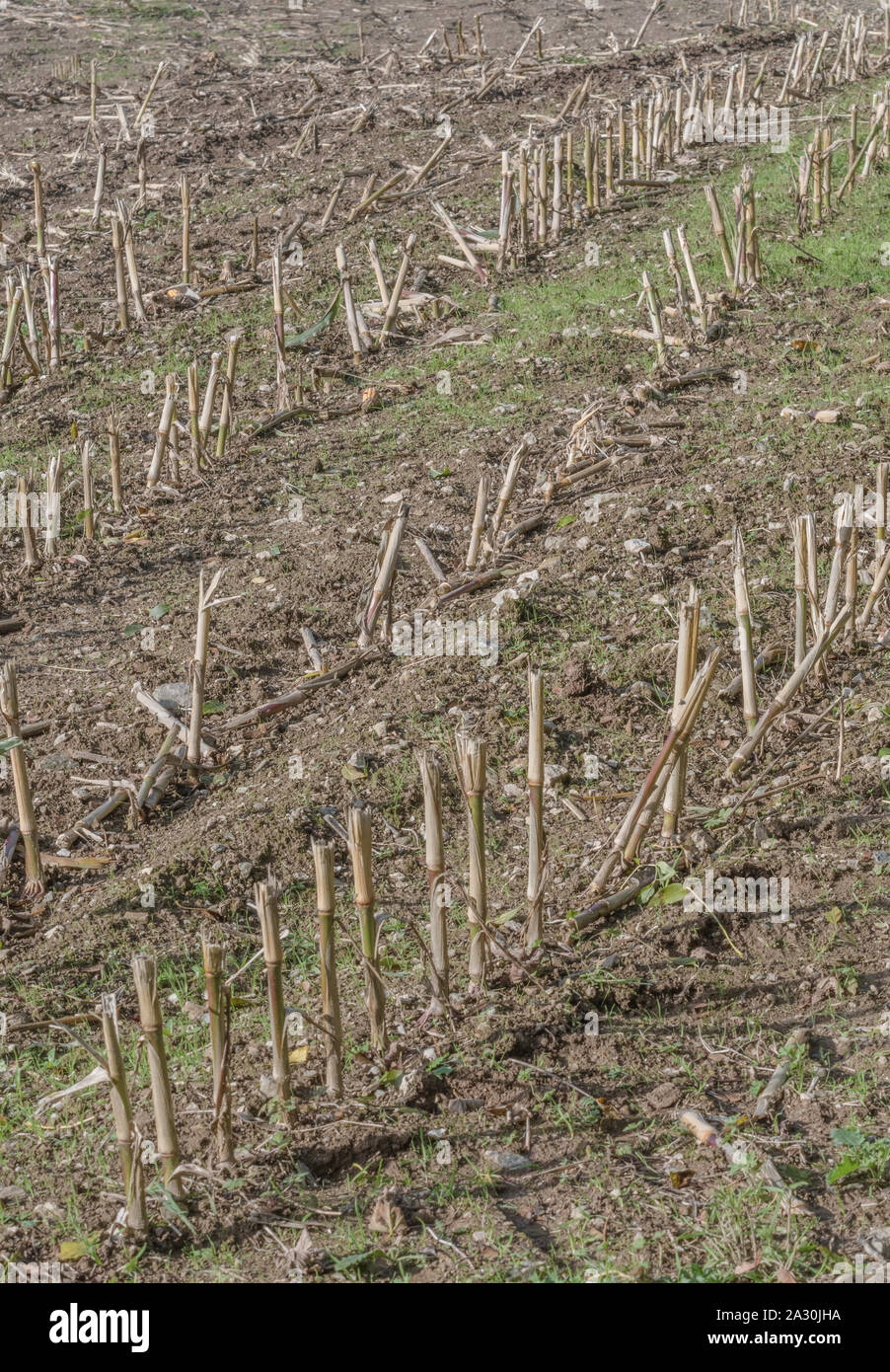 Post-harvest Zea mays / Maize corn stubble field showing rows of cut ...
