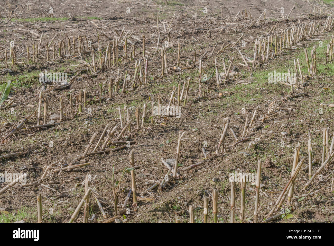 Post-harvest Zea mays / Maize corn stubble field showing rows of cut ...