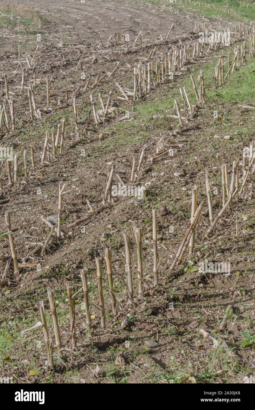 Indian corn stubble hi-res stock photography and images - Alamy
