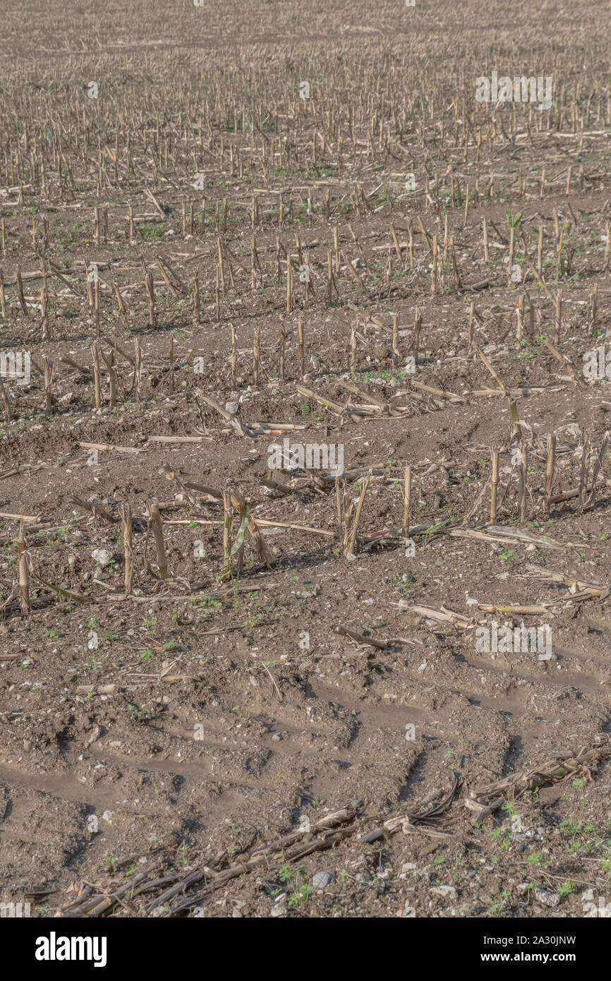 Maize stalk stubble hi-res stock photography and images - Alamy