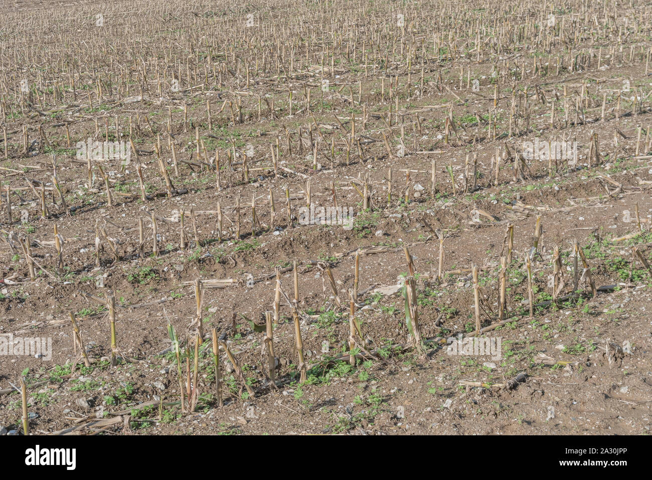 Indian Corn Stubble High Resolution Stock Photography and Images - Alamy