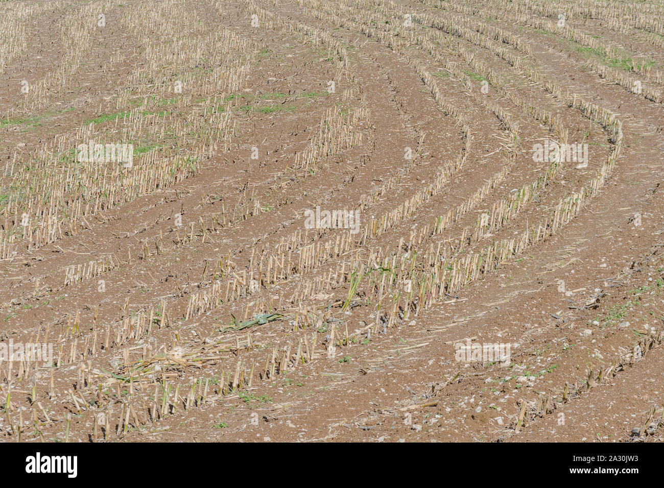Indian Corn Stubble High Resolution Stock Photography and Images - Alamy