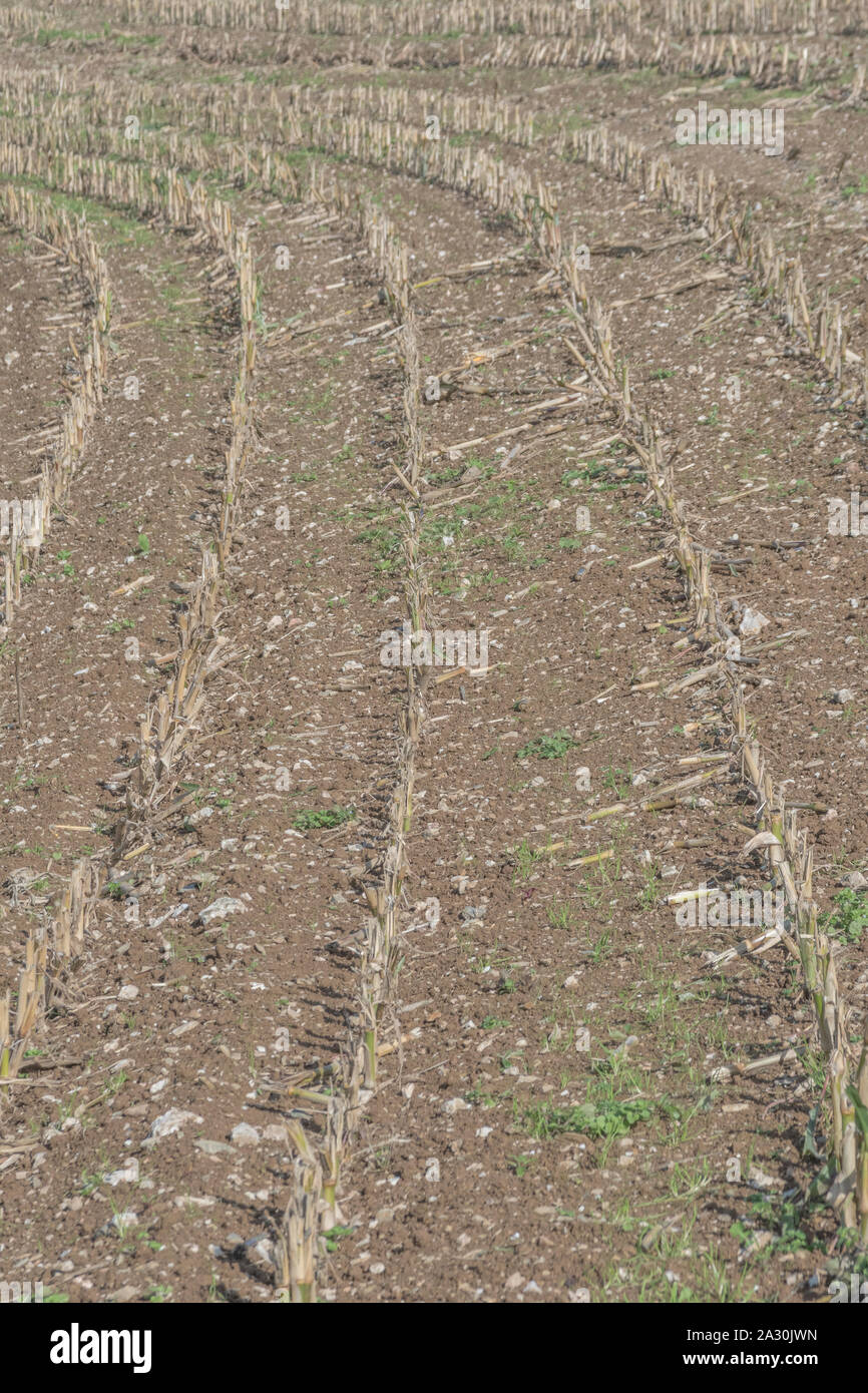 Post-harvest Zea mays / Maize corn stubble field showing rows of cut ...