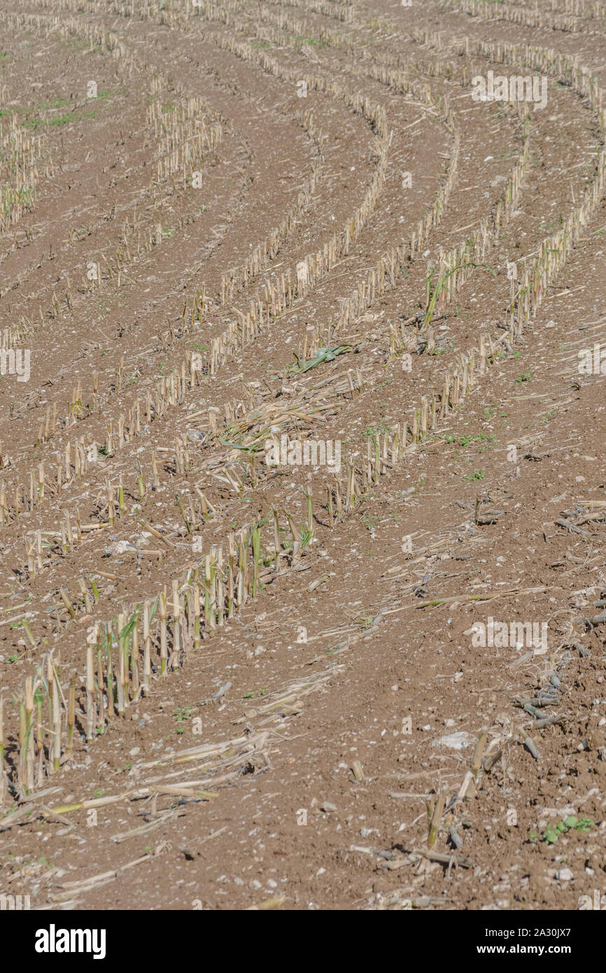 Post-harvest Zea mays / Maize corn stubble field showing rows of cut ...