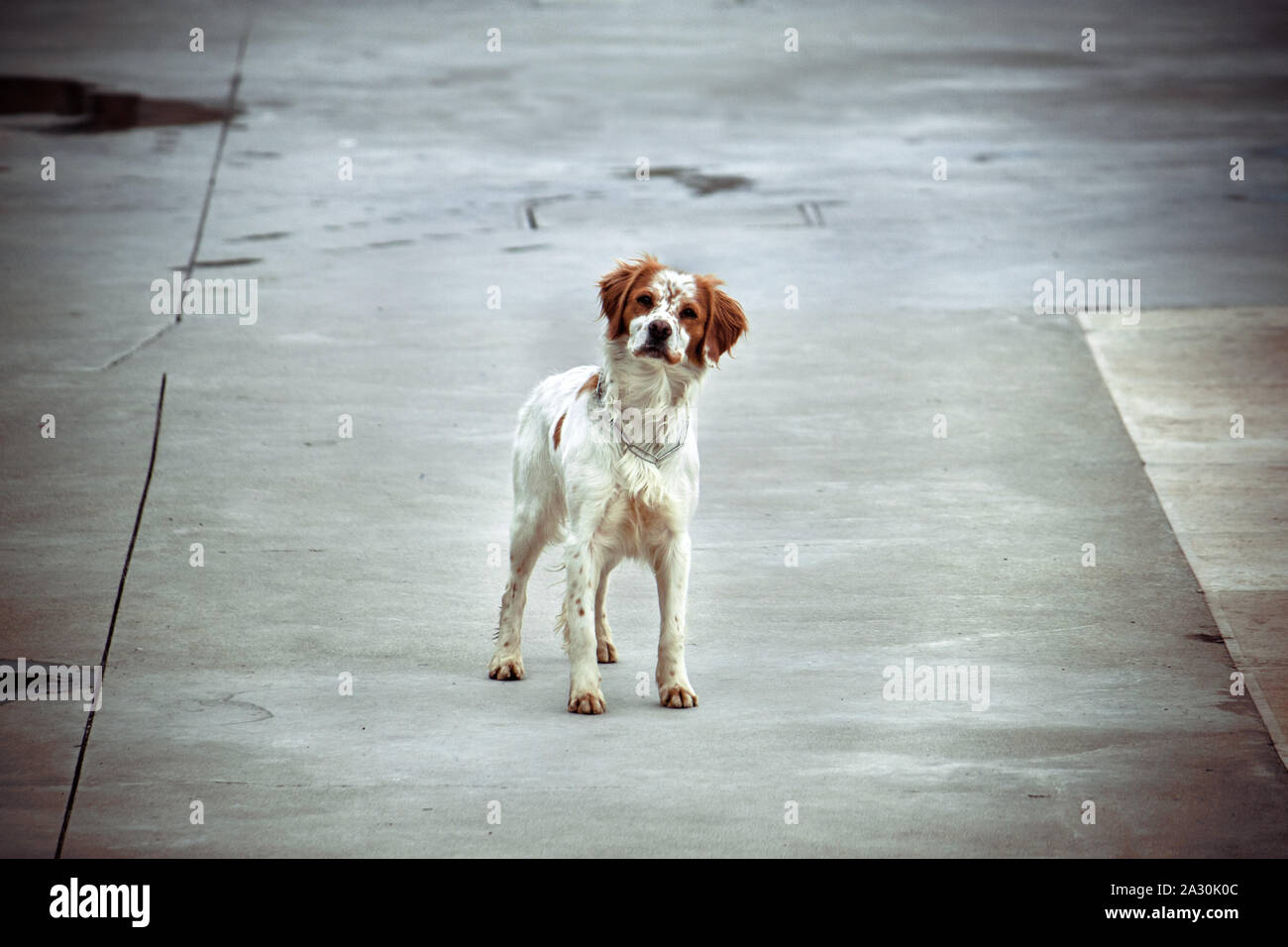 Doubtful dog hi-res stock photography and images - Alamy