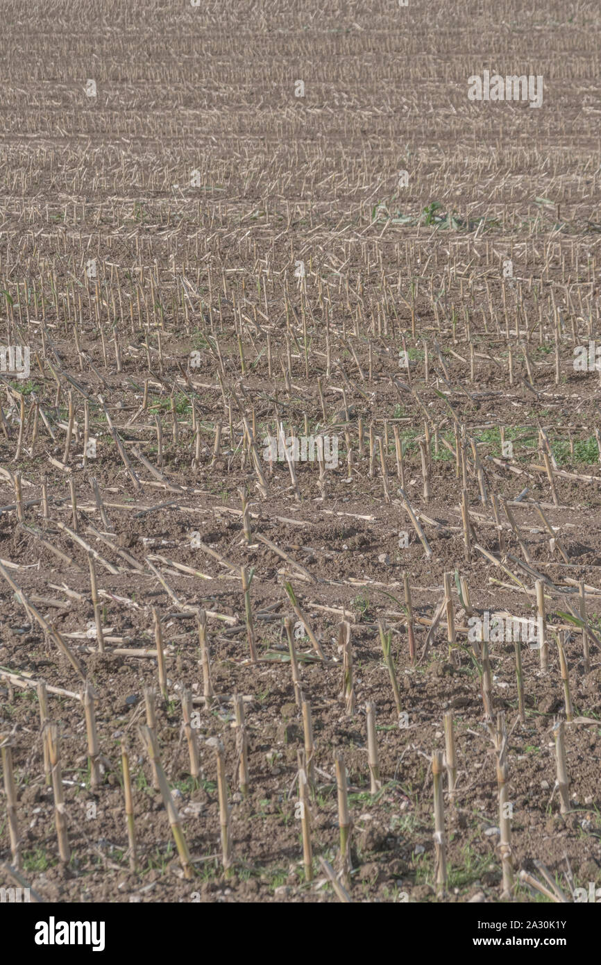 Post-harvest Zea mays / Maize corn stubble field showing rows of cut ...