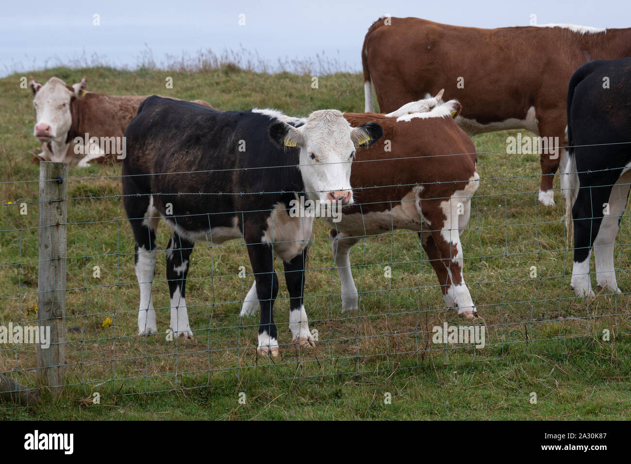 Cattle on a farm, Cliffs of Moher, Lahinch, County Clare, Ireland Stock ...