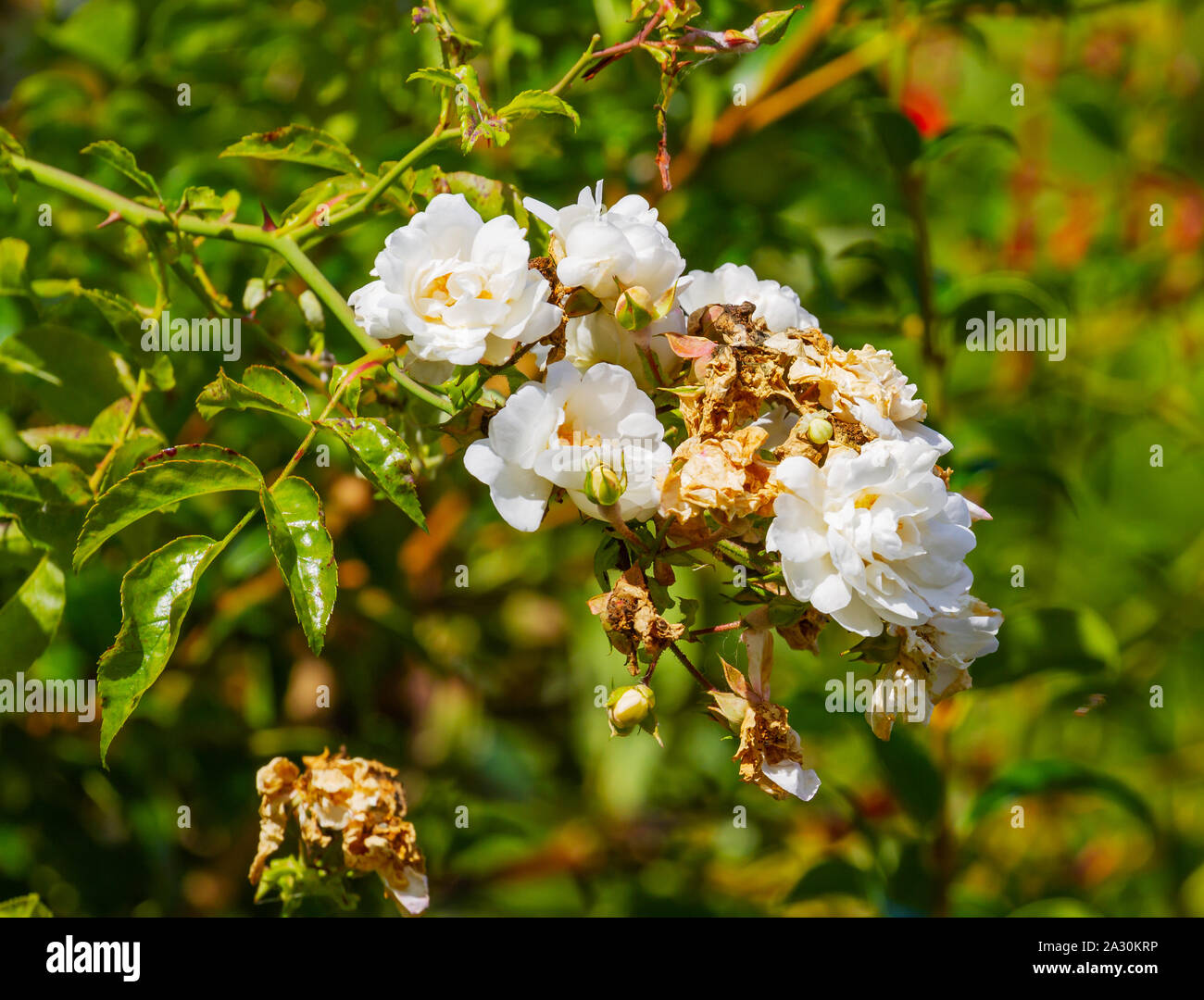 White rambling or climbing rose with green leaves in summer garden in ...