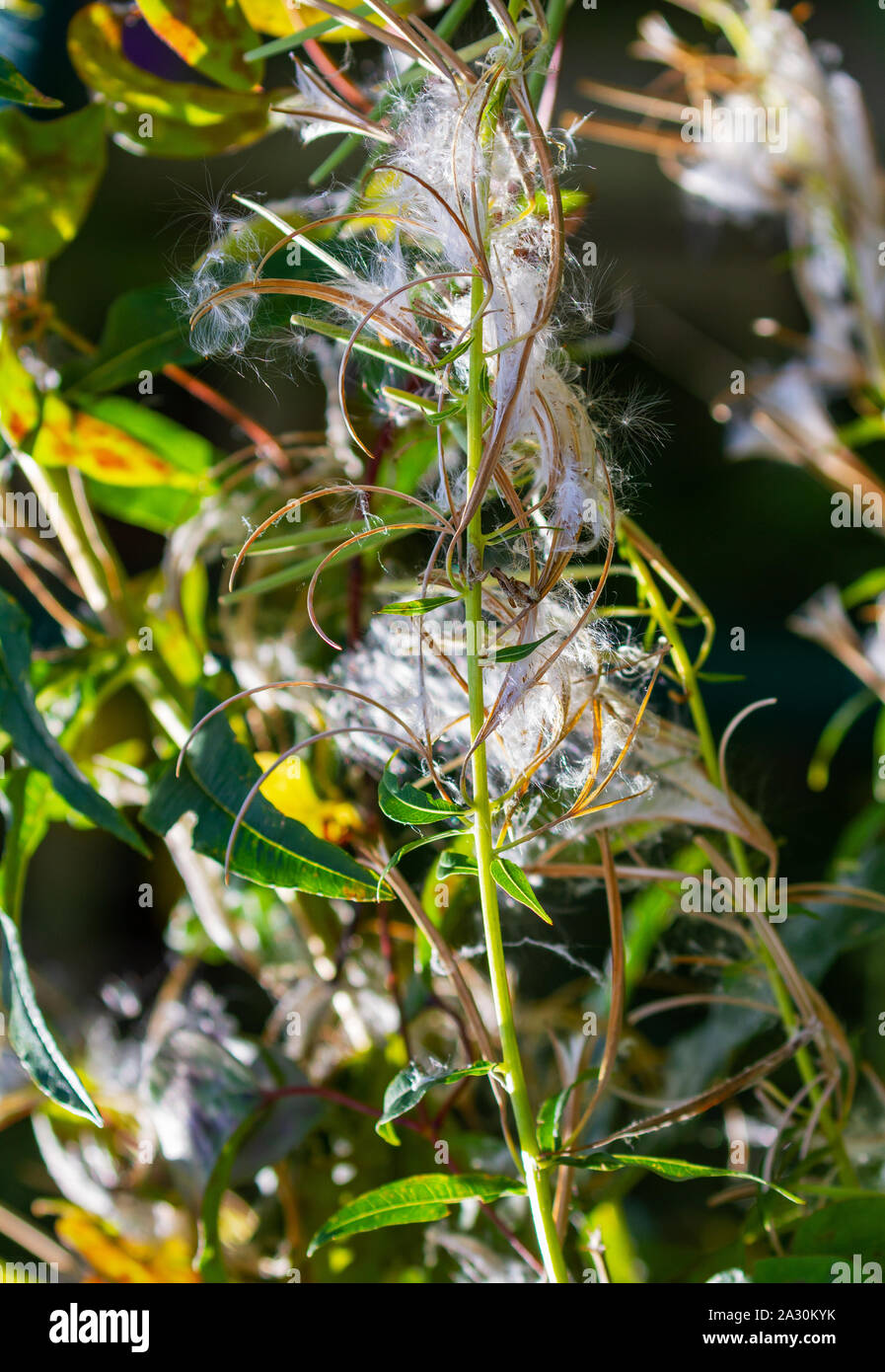 Fireweed Chamaenerion angustifolium rosebay willowherb dispersing ...