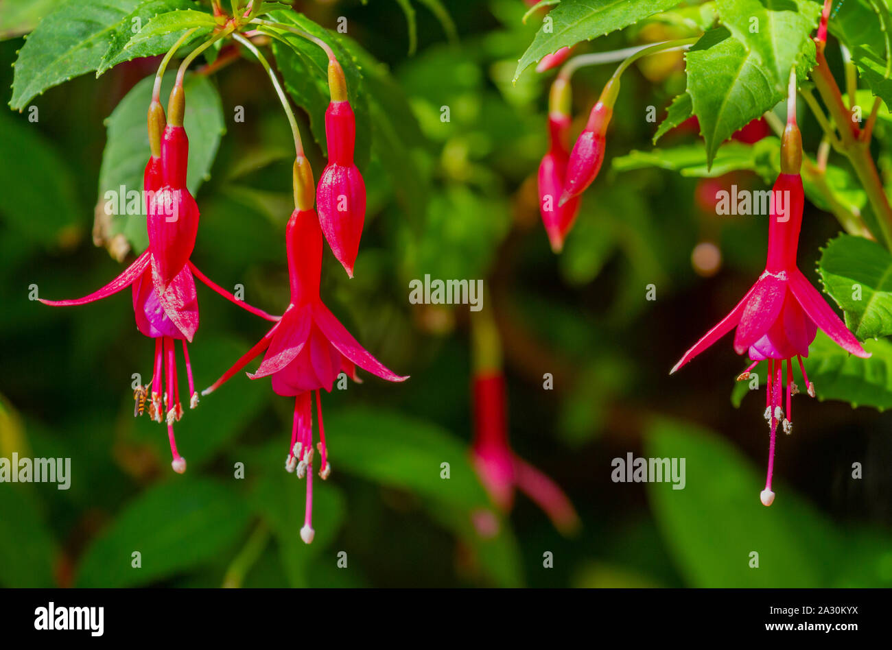 Wild Fuchsia magellanica flowers with wasp blooming in summer in ...