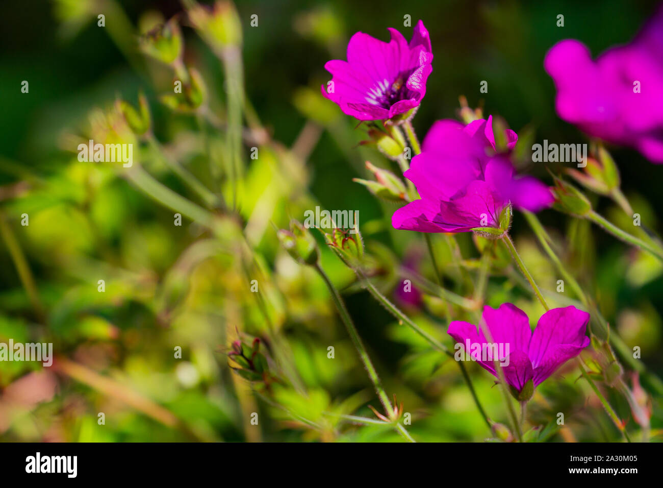 Geranium 'pink penny' flowers blooming in summer garden in Dublin ...