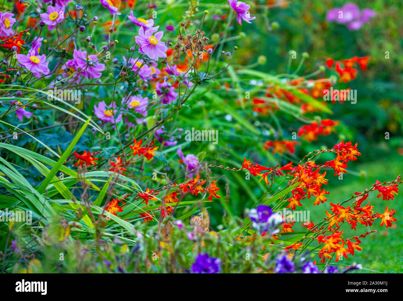 Monbretia Crocosmia, Geraniums, Japanese Anemone Anemone hupehensis in ...
