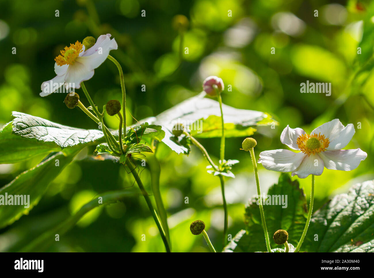 Japanese spider long hi-res stock photography and images - Alamy