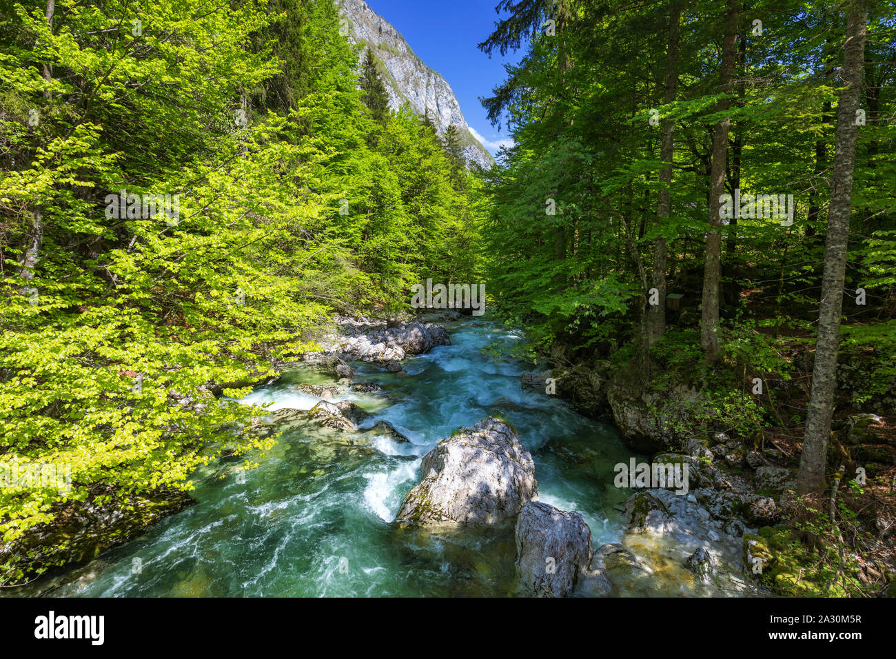 Beautiful colorful summer landscape with a stream and forest. The river ...
