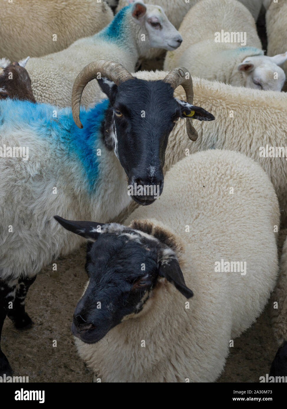 Flock of sheep in farm, Crossmolina, County Mayo, Ireland Stock Photo ...