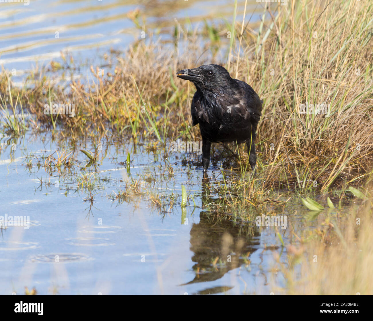 Waterside vegetation and crow hi-res stock photography and images - Alamy