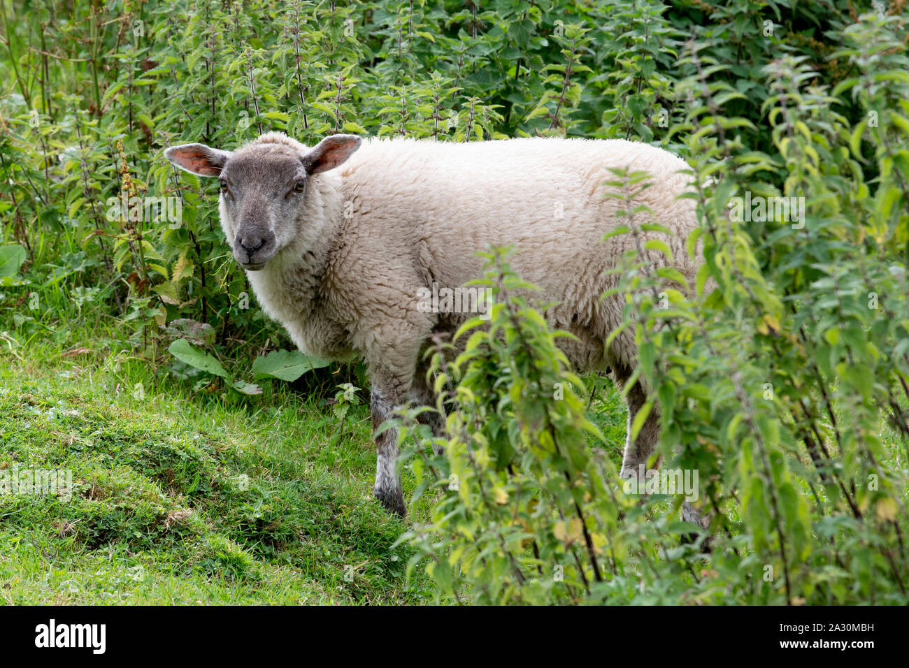 Sheep on a farm, Castlebar, County Mayo, Ireland Stock Photo - Alamy