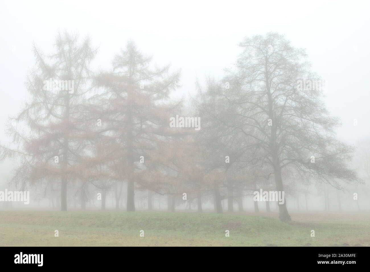 Trees in foggy fall Stock Photo - Alamy