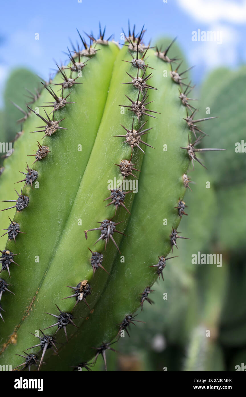 Spiky leaf pattern hi-res stock photography and images - Alamy