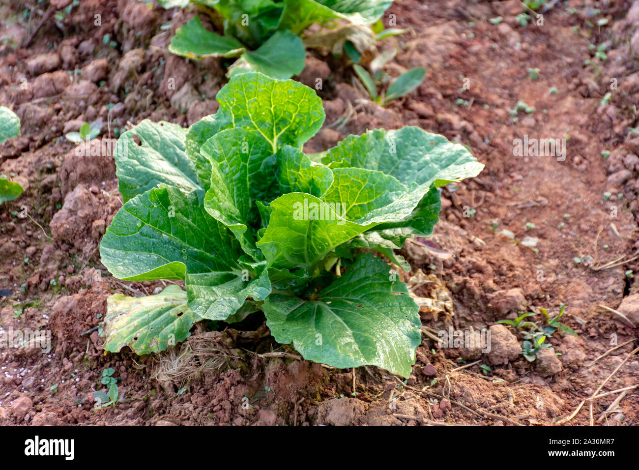Cabbage grown on the farm land Stock Photo - Alamy