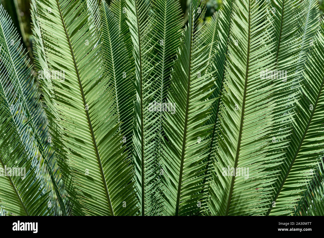 Palm spine hi-res stock photography and images - Alamy
