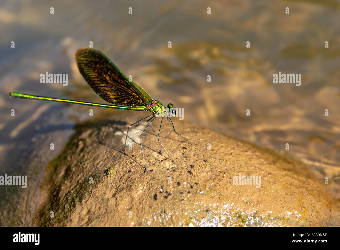 Dragonfly resting on bright hi-res stock photography and images - Alamy