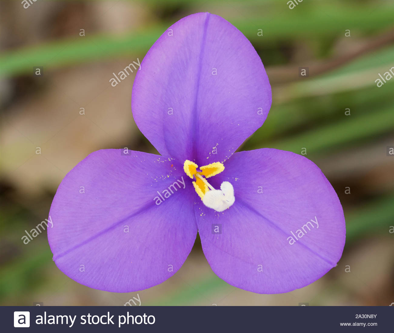 Purple Flag High Resolution Stock Photography and Images - Alamy