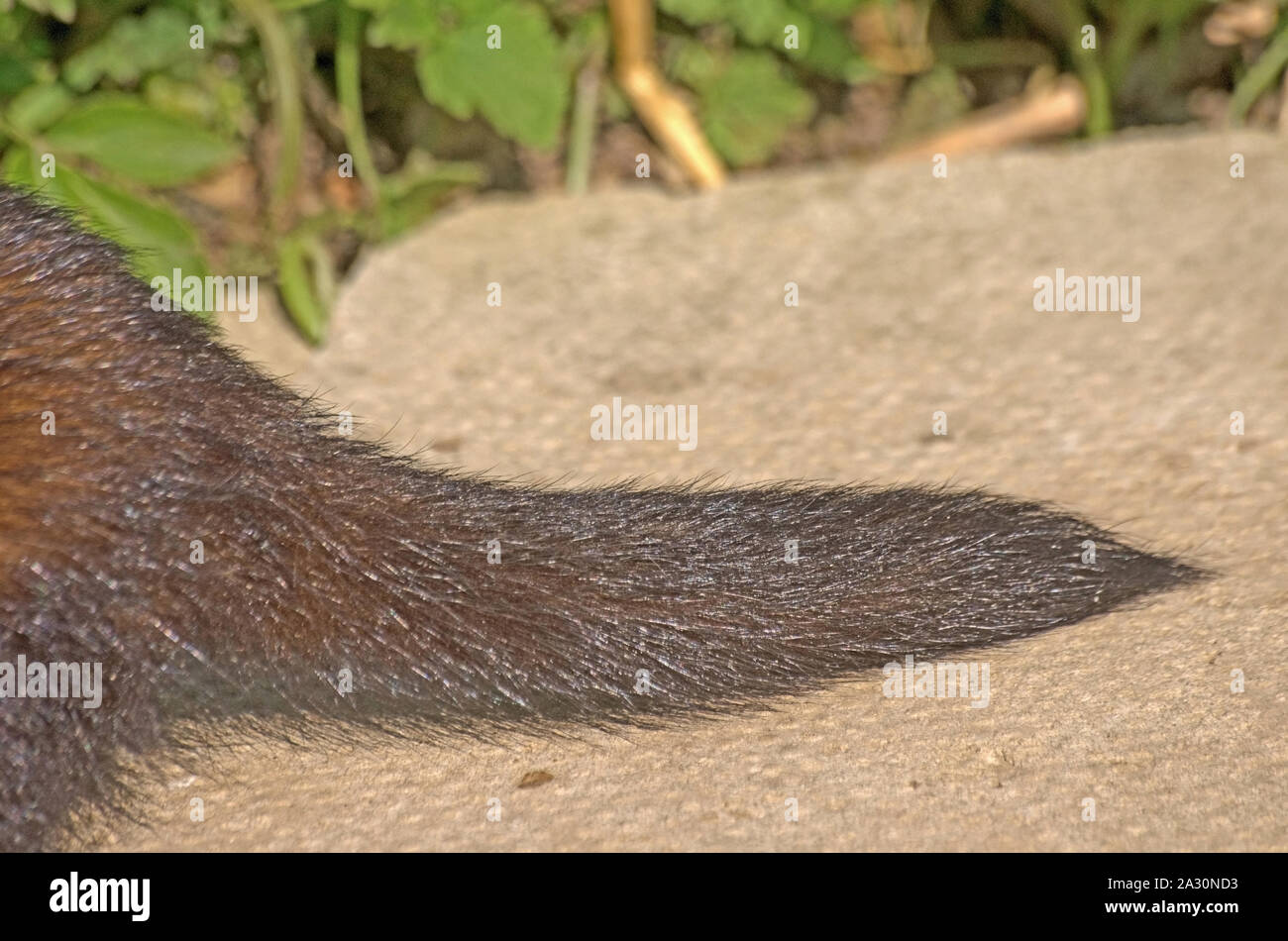 Putoriys hi-res stock photography and images - Alamy