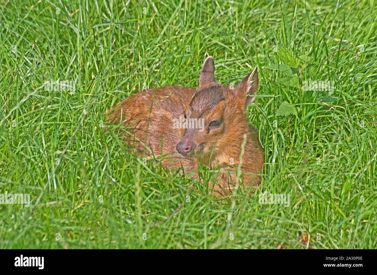 Muntjac fawn hi-res stock photography and images - Alamy