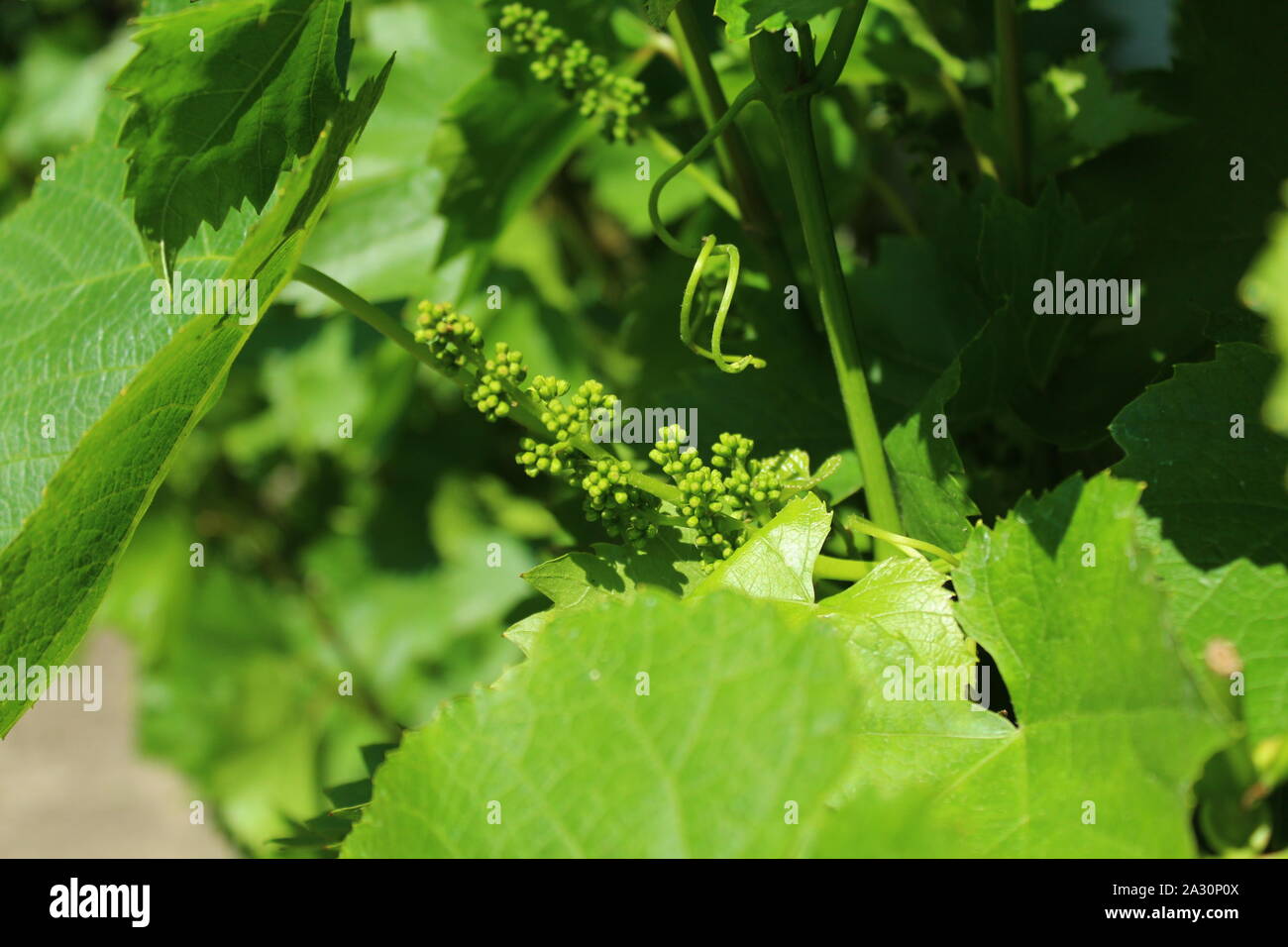 The picture shows unripe grapes in the garden Stock Photo - Alamy