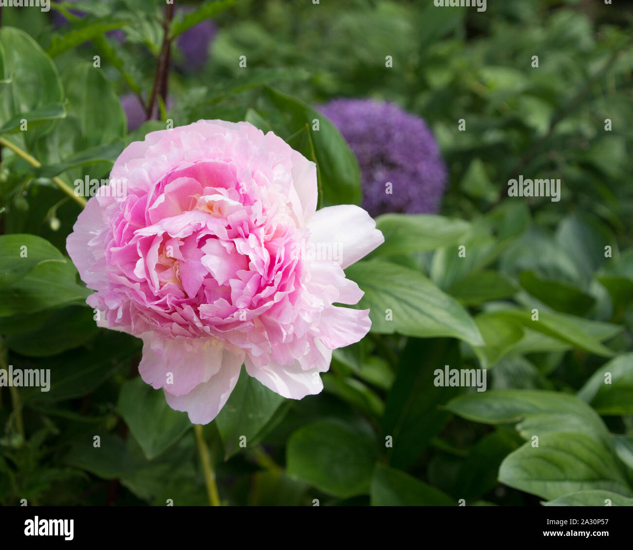 Native peony hi-res stock photography and images - Alamy
