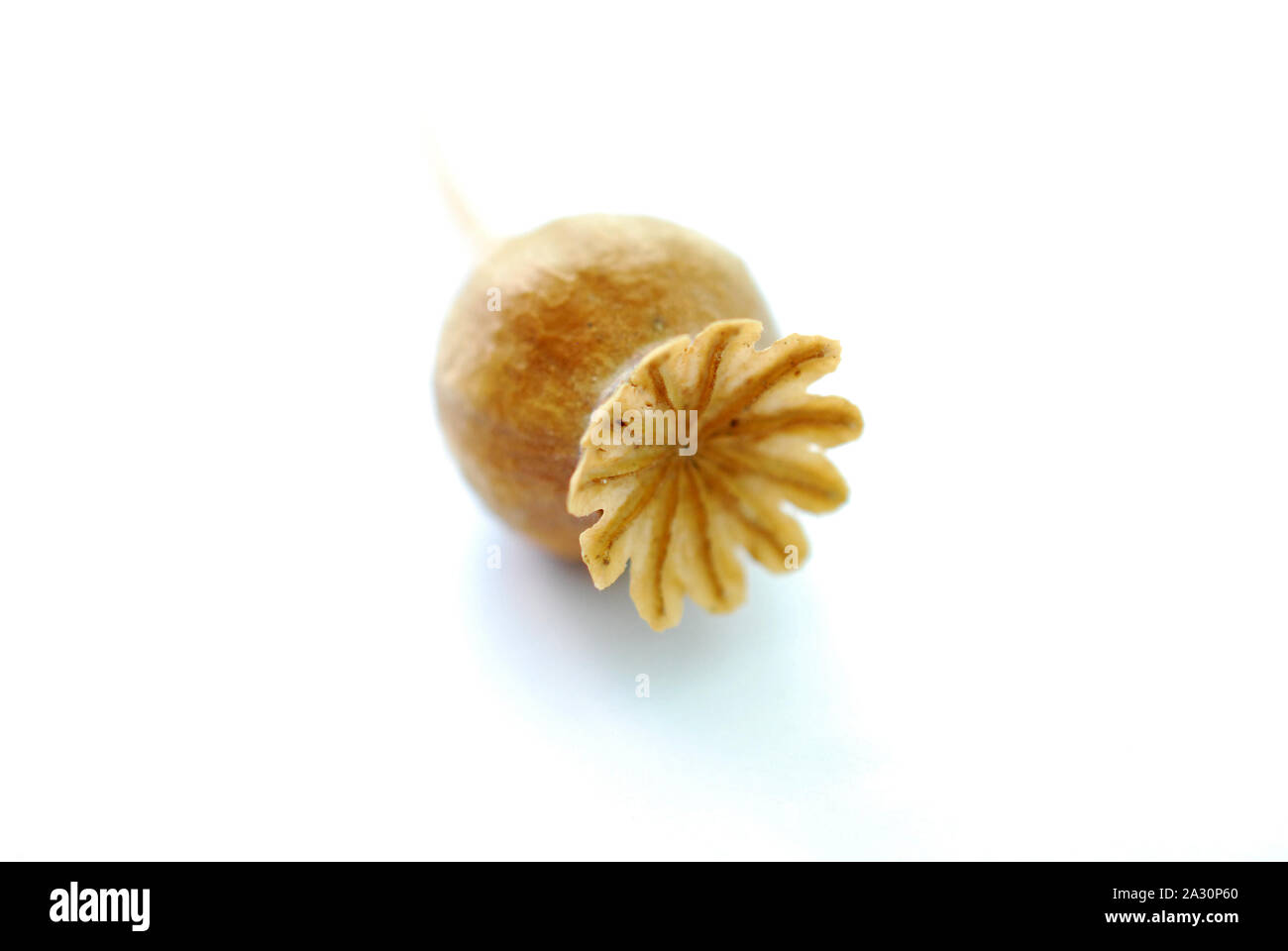 dry opium poppy,Papaver somniferum image Stock Photo - Alamy