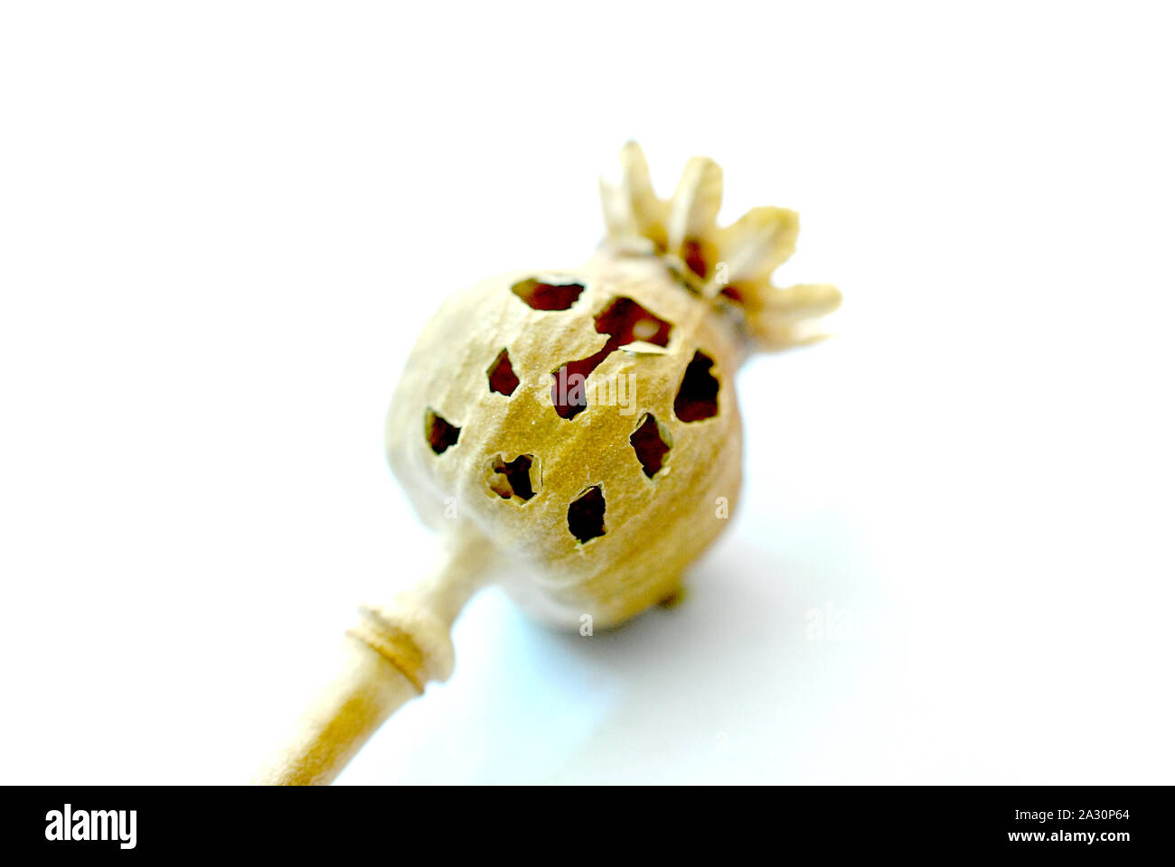 dry opium poppy,Papaver somniferum image Stock Photo - Alamy