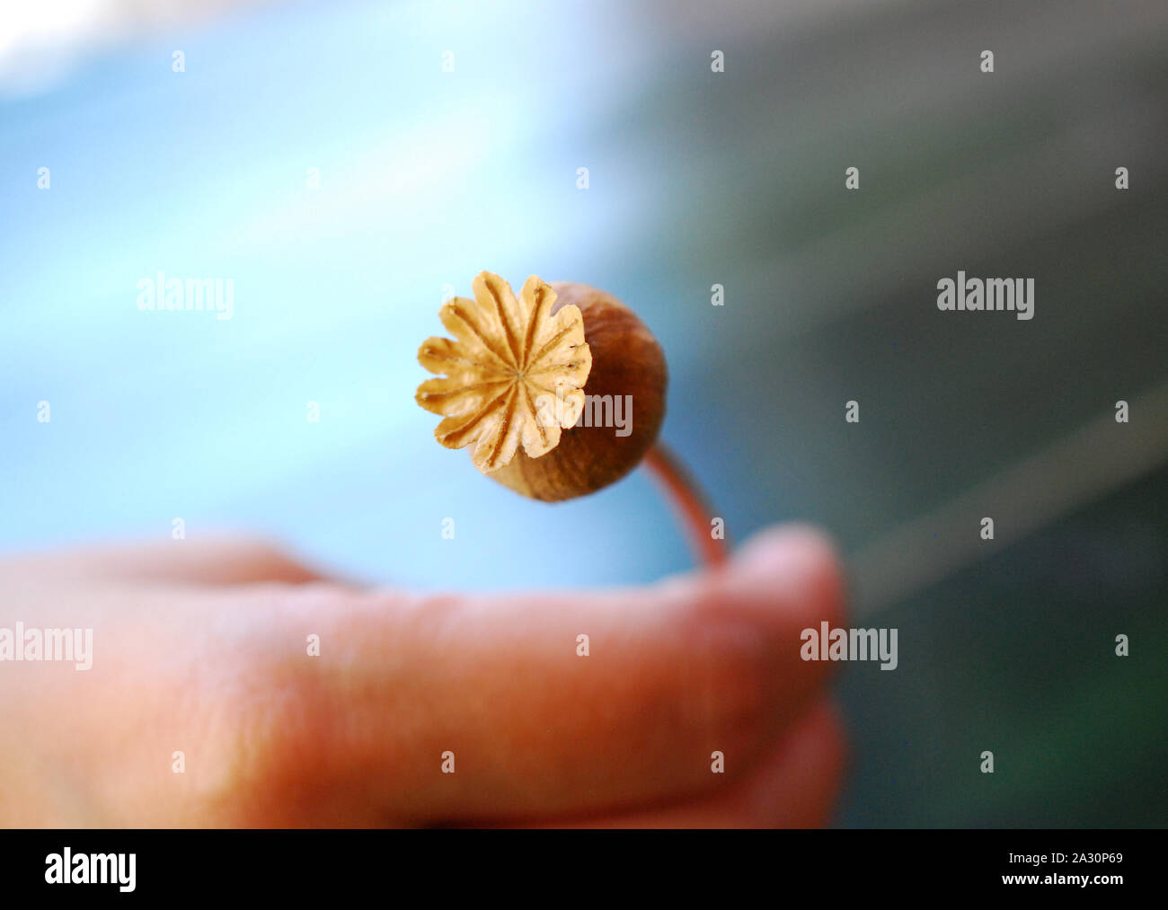 dry opium poppy,Papaver somniferum image Stock Photo - Alamy