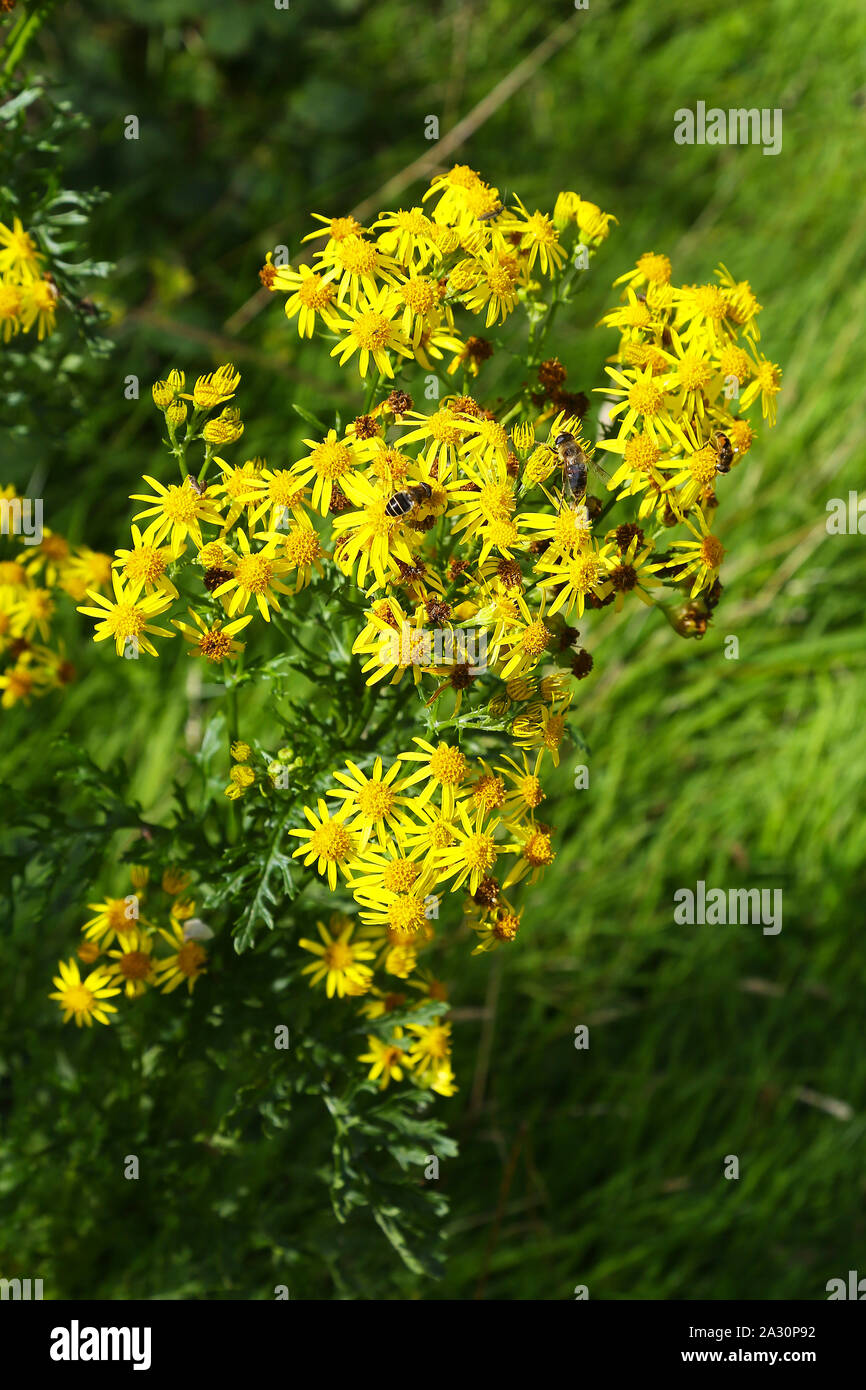 The yellow flowers of a Ragwort (Senecio jacobaea) plant also known as ...