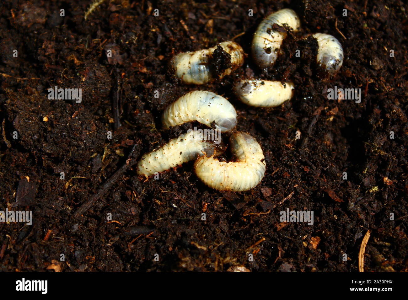 The picture shows rose chafer larvae in the compost pile Stock Photo ...