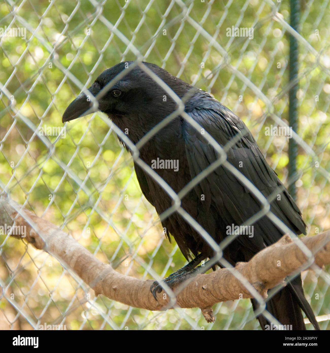 Captive common raven (Corvus corax) in a cage in a bird recovery center ...