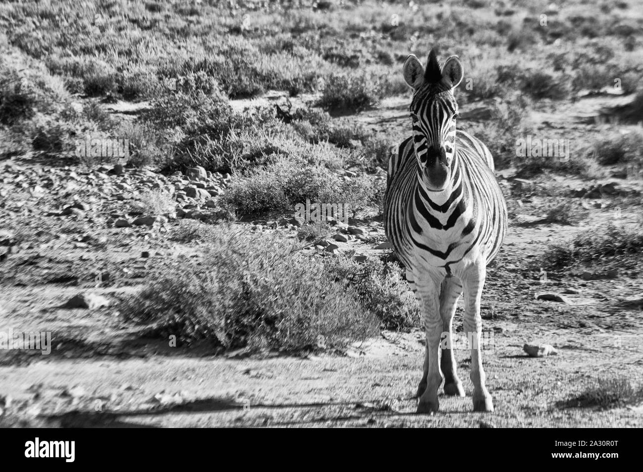 Cape Mountain Zebra in the Karoo, South Africa. Black and white Stock ...