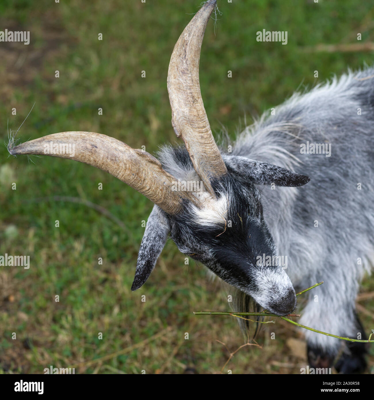 Folk of goats hi-res stock photography and images - Alamy