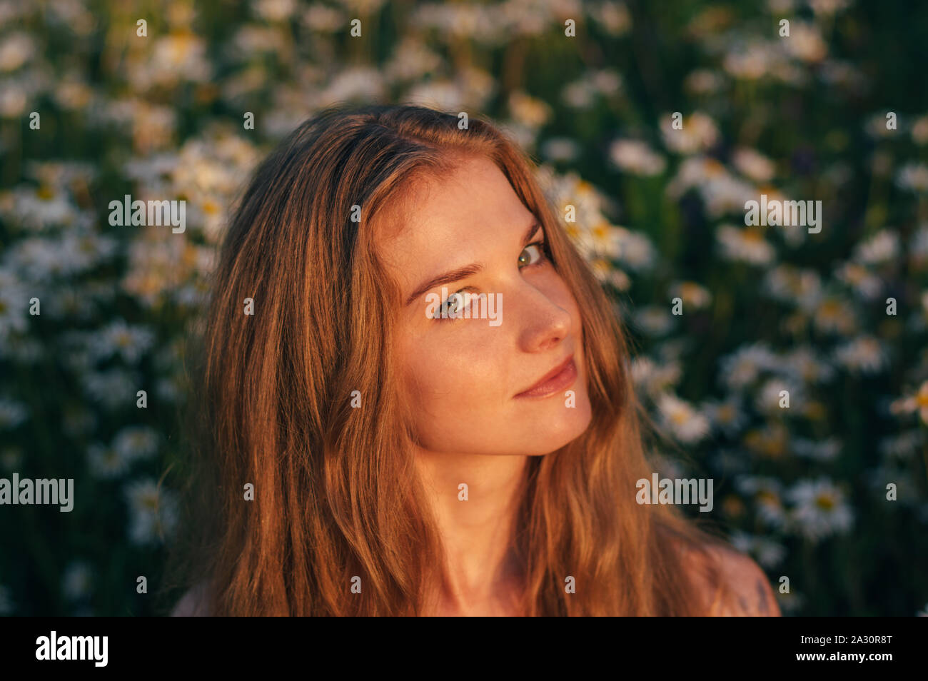 chamomile flowers field background Stock Photo - Alamy