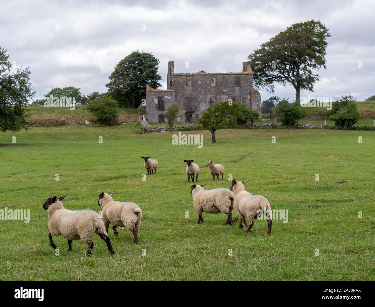 Sheep grazing on farm land, Tuam, County Galway, Ireland Stock Photo ...
